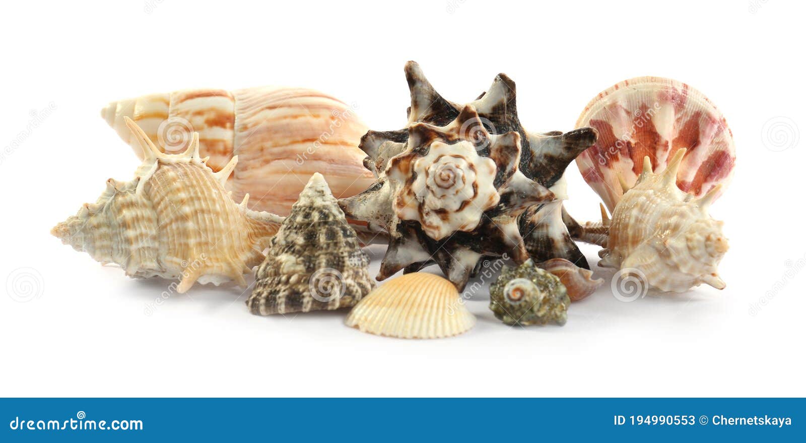 Beautiful Exotic Sea Shells Isolated Stock Image - Image of aquarium ...