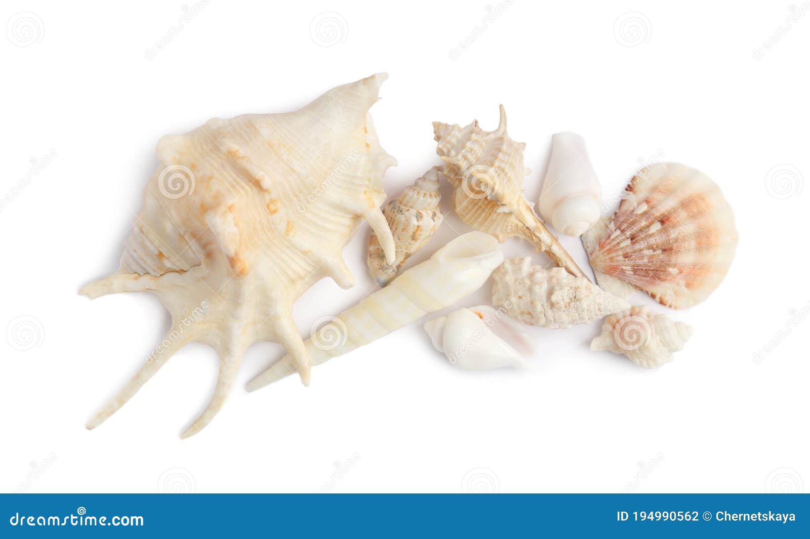 Beautiful Exotic Sea Shells Isolated on White Stock Photo - Image of ...