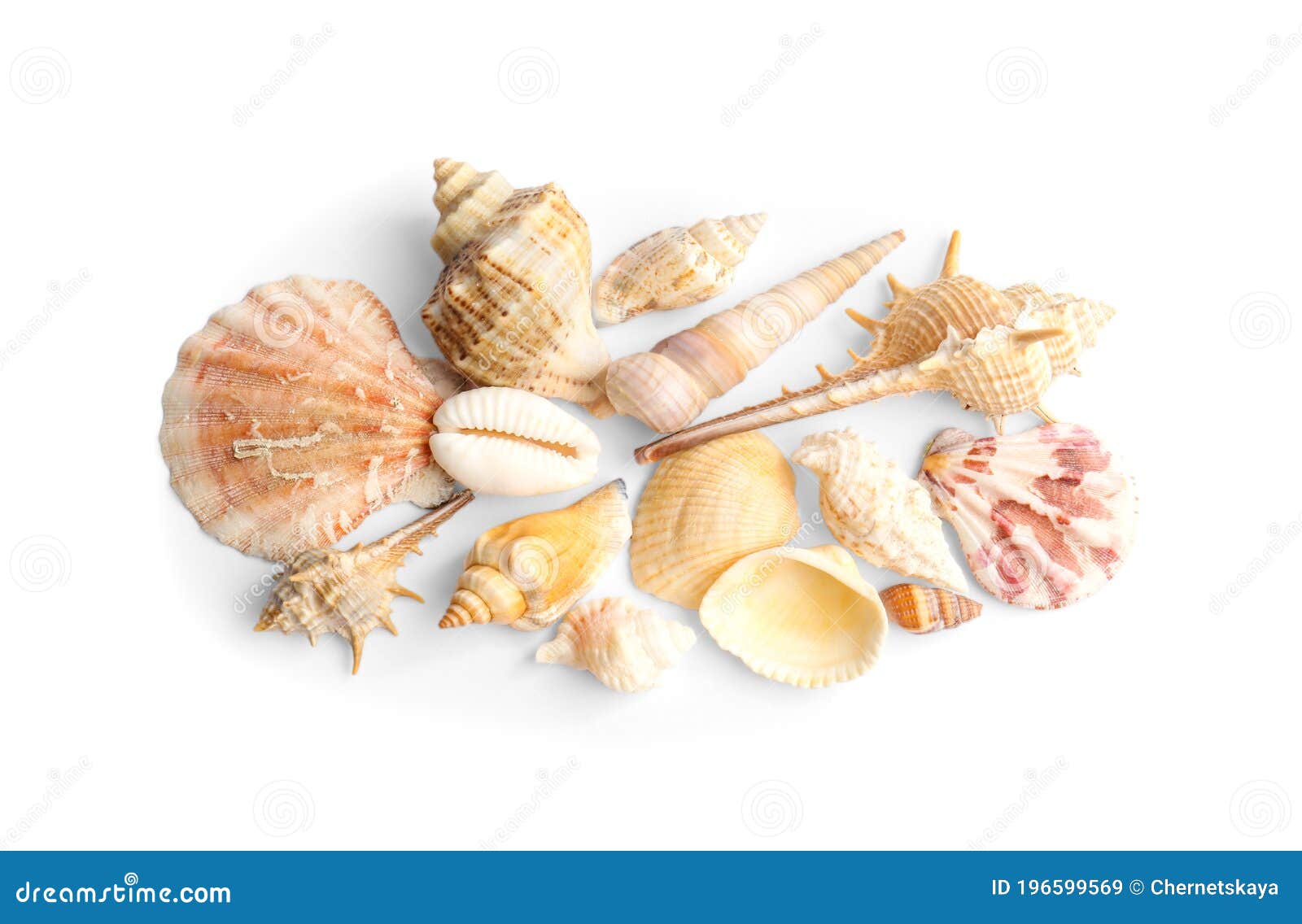 Beautiful Exotic Sea Shells Isolated on White, Top View Stock Image ...