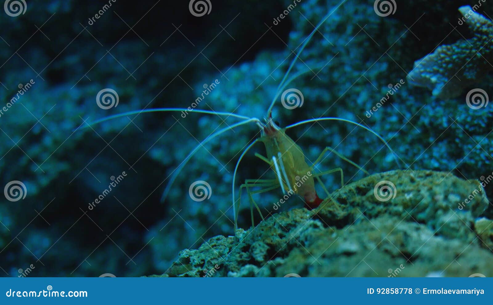 Beautiful Exotic See Fish in an Aquarium. Underwater Scene Stock Photo ...