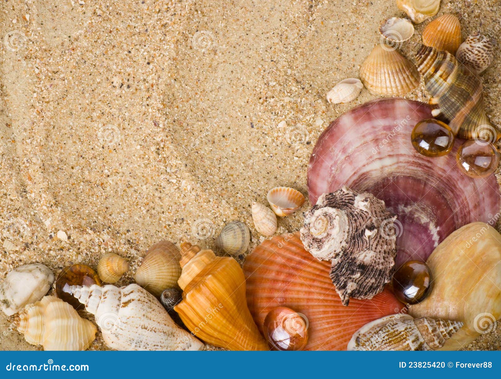 Beautiful exotic shell stock photo. Image of pearl, sand - 23825420