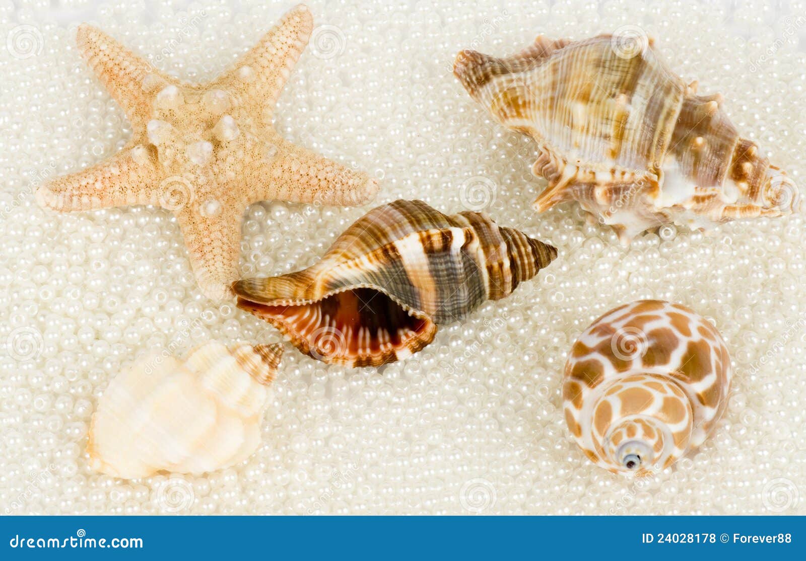 Beautiful Exotic Shell and Pearls Stock Photo - Image of granite ...