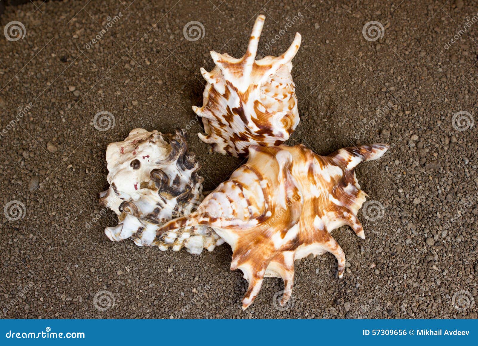 Beautiful exotic shell stock photo. Image of nature, exotic - 57309656