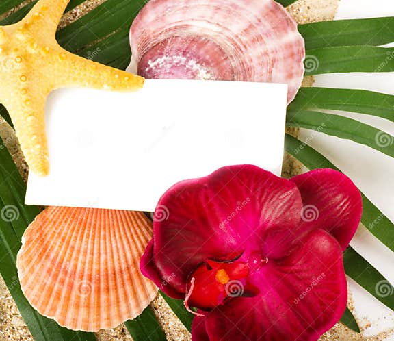 Beautiful Exotic Shell, Starfish and Orchid Stock Image - Image of ...