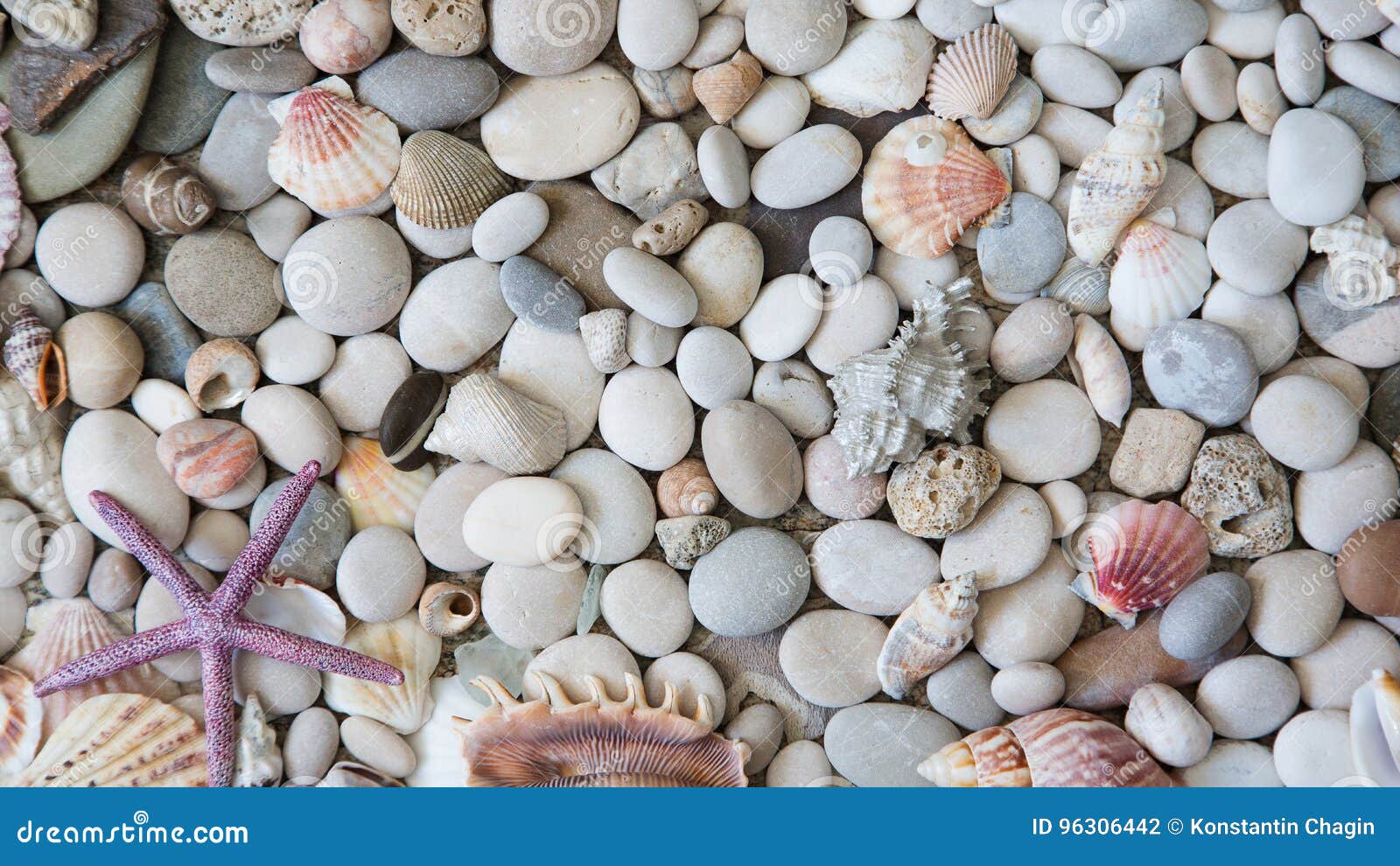 Beautiful Exotic Shell and Stones Stock Photo - Image of multicolor ...