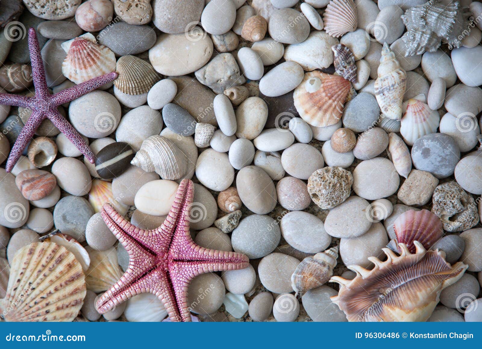 Beautiful Exotic Shell and Stones Stock Photo - Image of detail, color ...