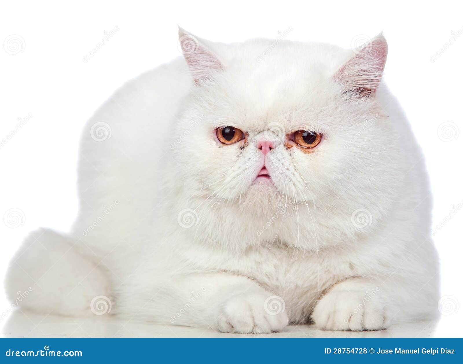 Exotic Shorthair White Exotic Short Hair Kittens Available Now