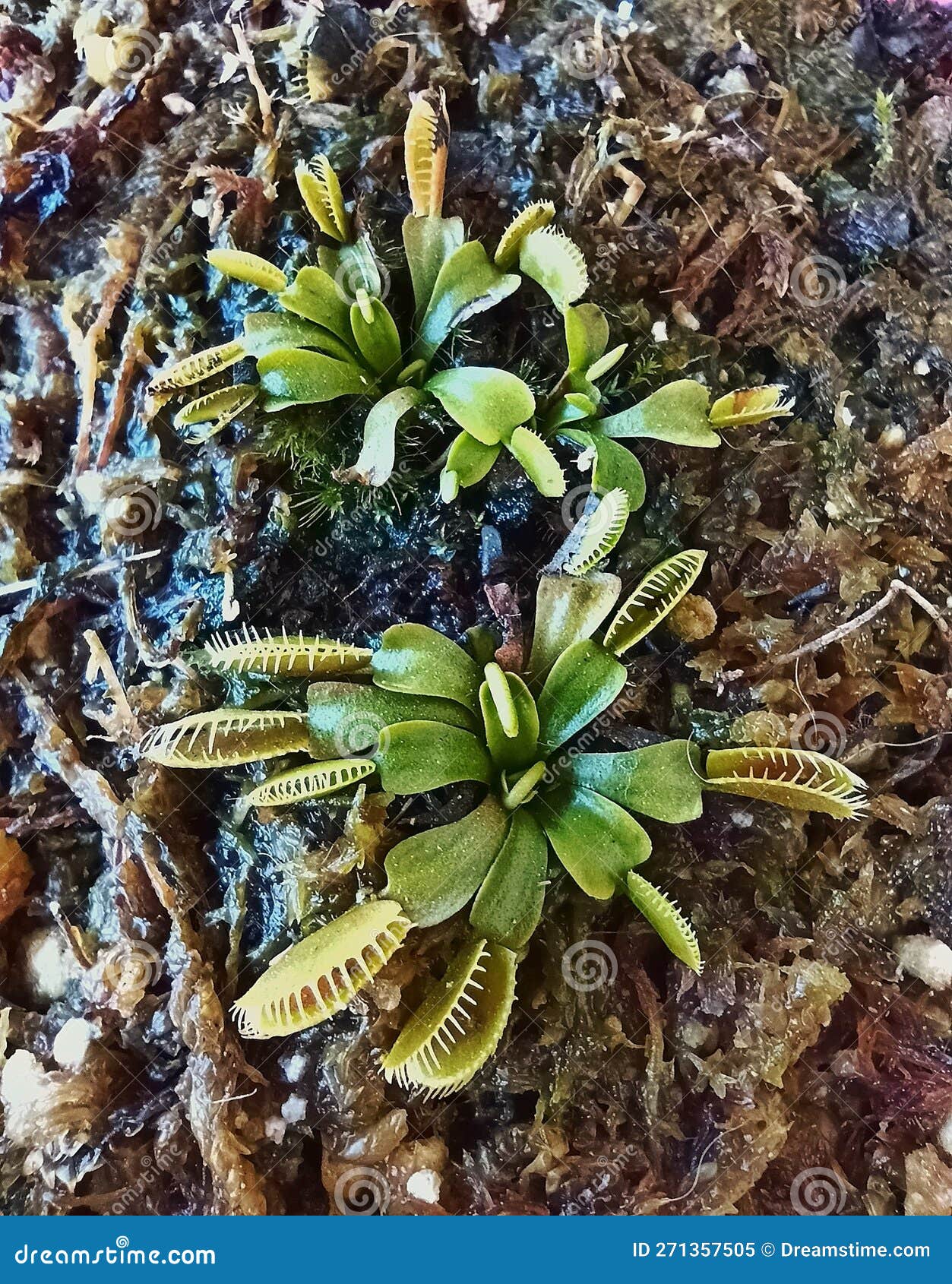 Beautiful and Exotic Venus Flytrap, Carnivorous Plant, Still Small with ...