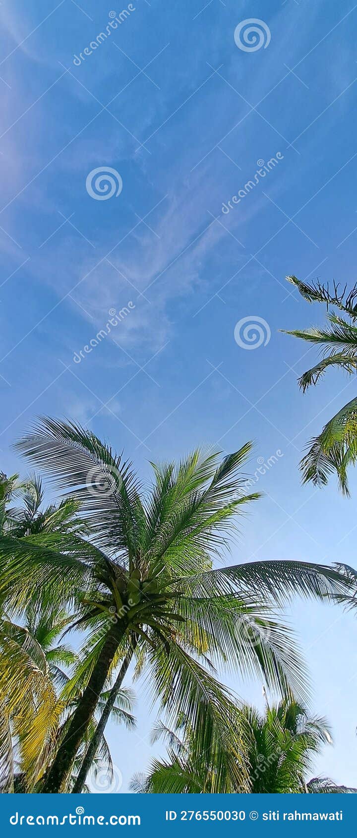 Beautiful Expanse of Coconut Trees Stock Photo - Image of expanse ...