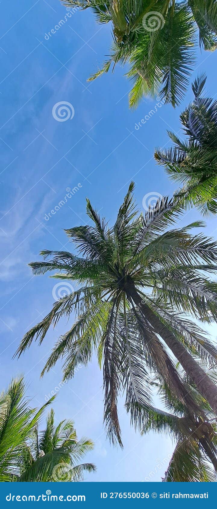 Beautiful Expanse of Coconut Trees Stock Photo - Image of coconut ...