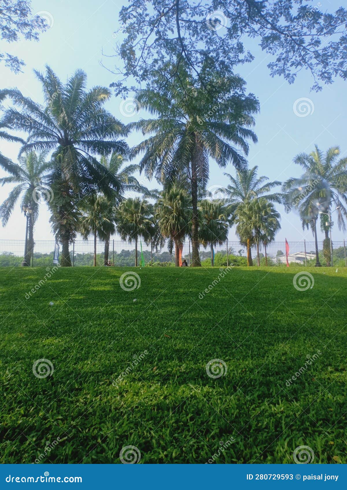 Beautiful Expanse of Green Grass and Grows Thick Stock Image - Image of ...