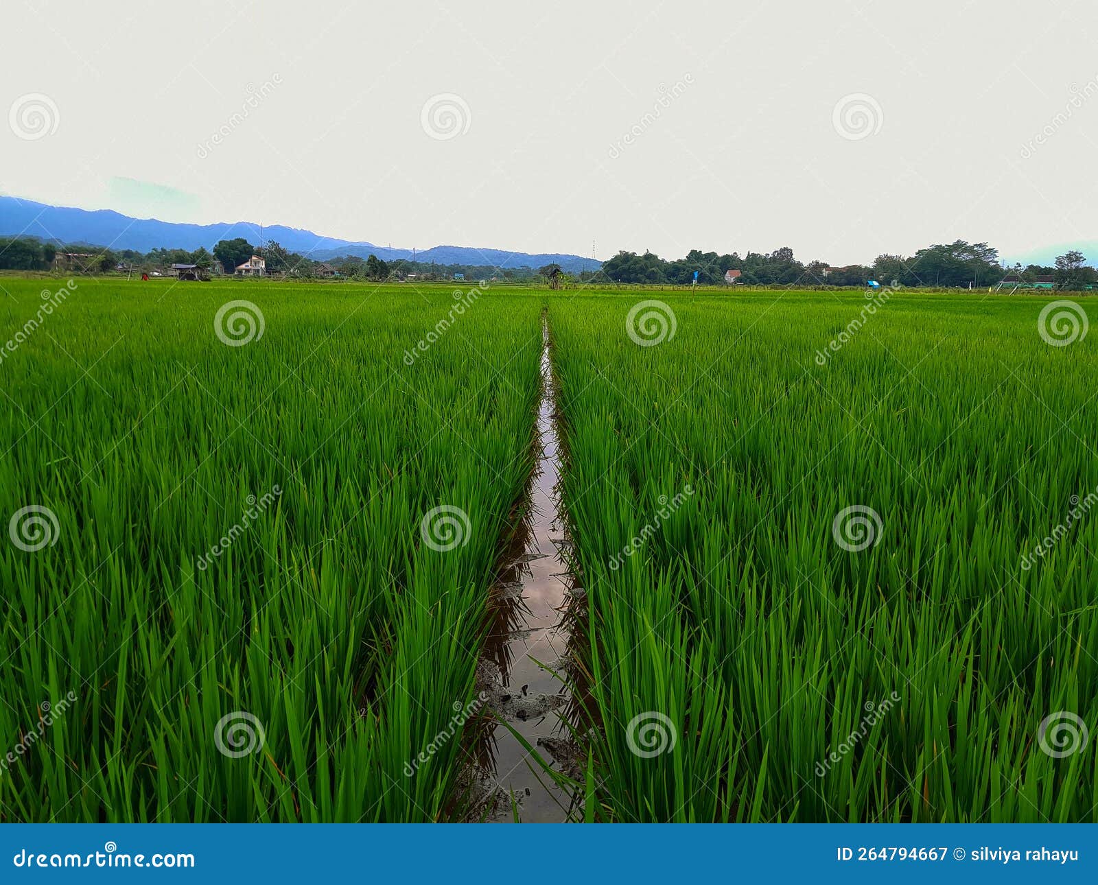 Beautiful Expanse of Green Rice Fields and Cool Stock Image - Image of ...