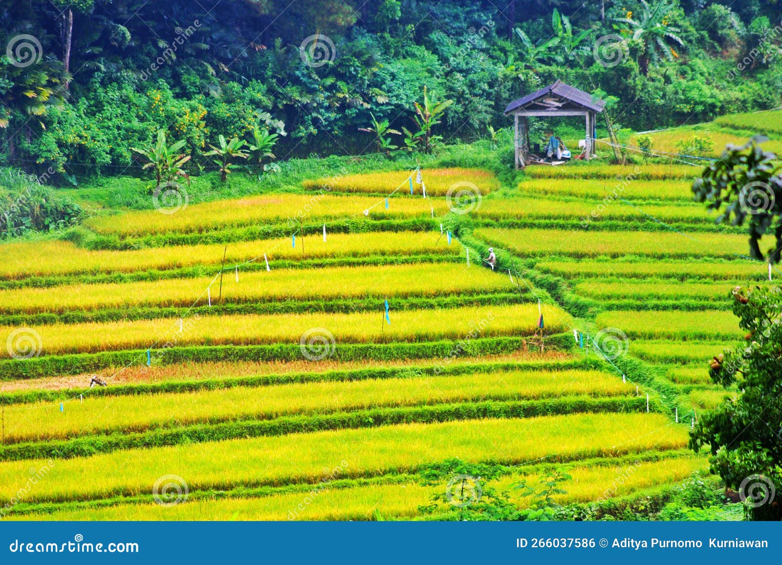 Beautiful Expanse of Rice Fields at the Foot of the Mountain Stock ...