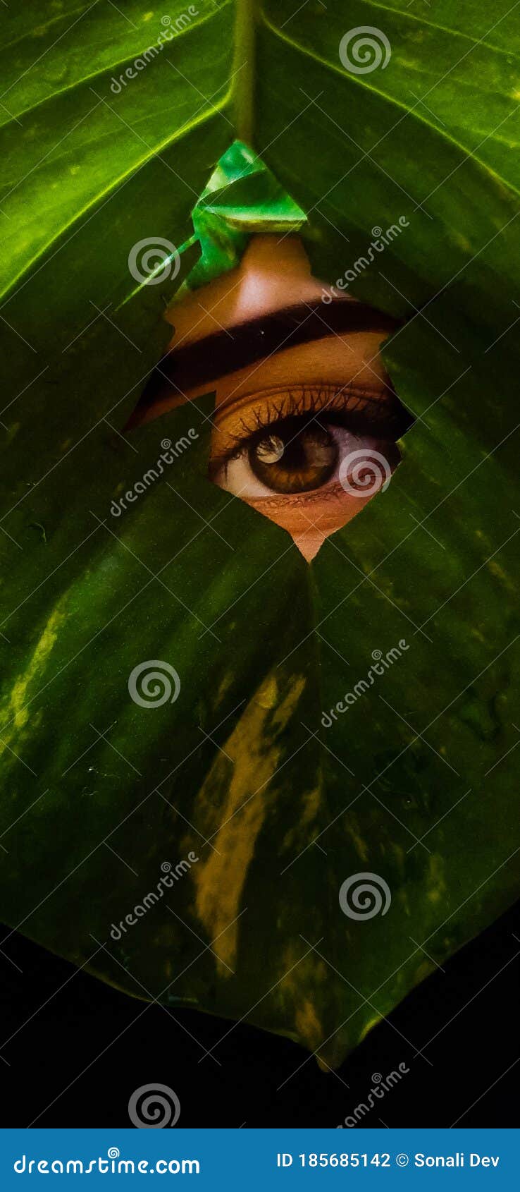 Beautiful Eye is Peeping from the Leaf Stock Photo - Image of peeping ...