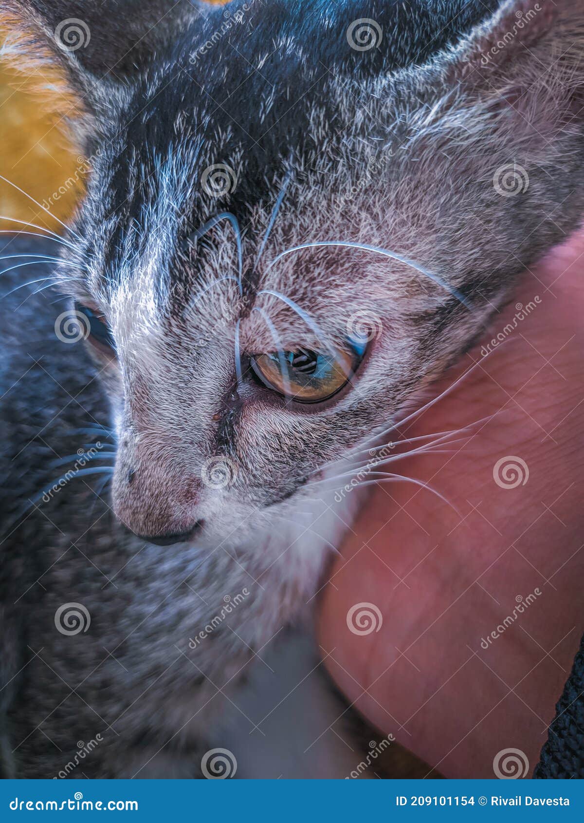 Beautiful eyeballs stock photo. Image of beautiful, head - 209101154