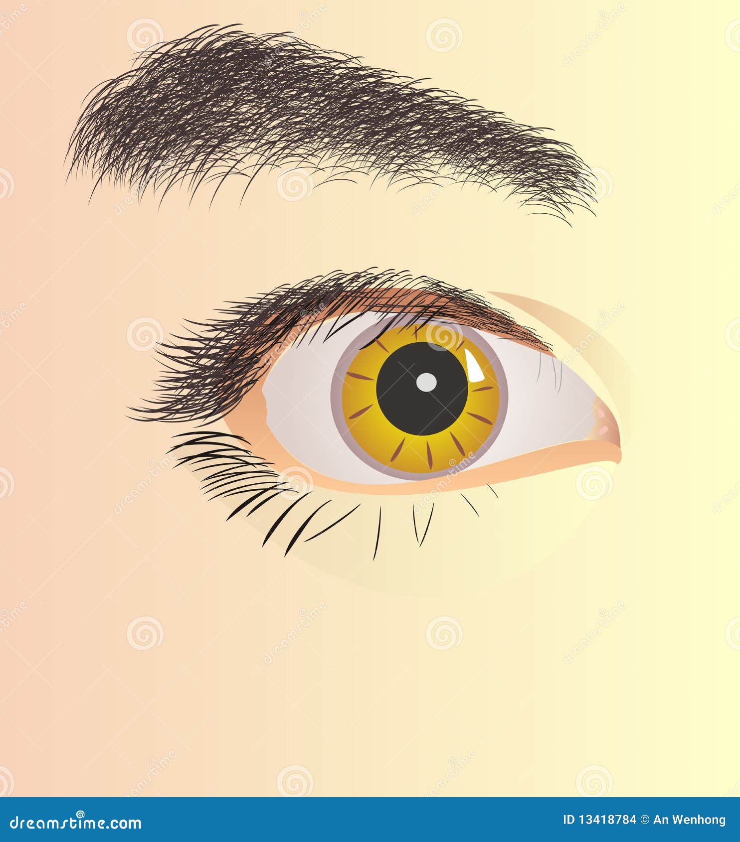 Beautiful eyes stock vector. Illustration of eyebrows - 13418784
