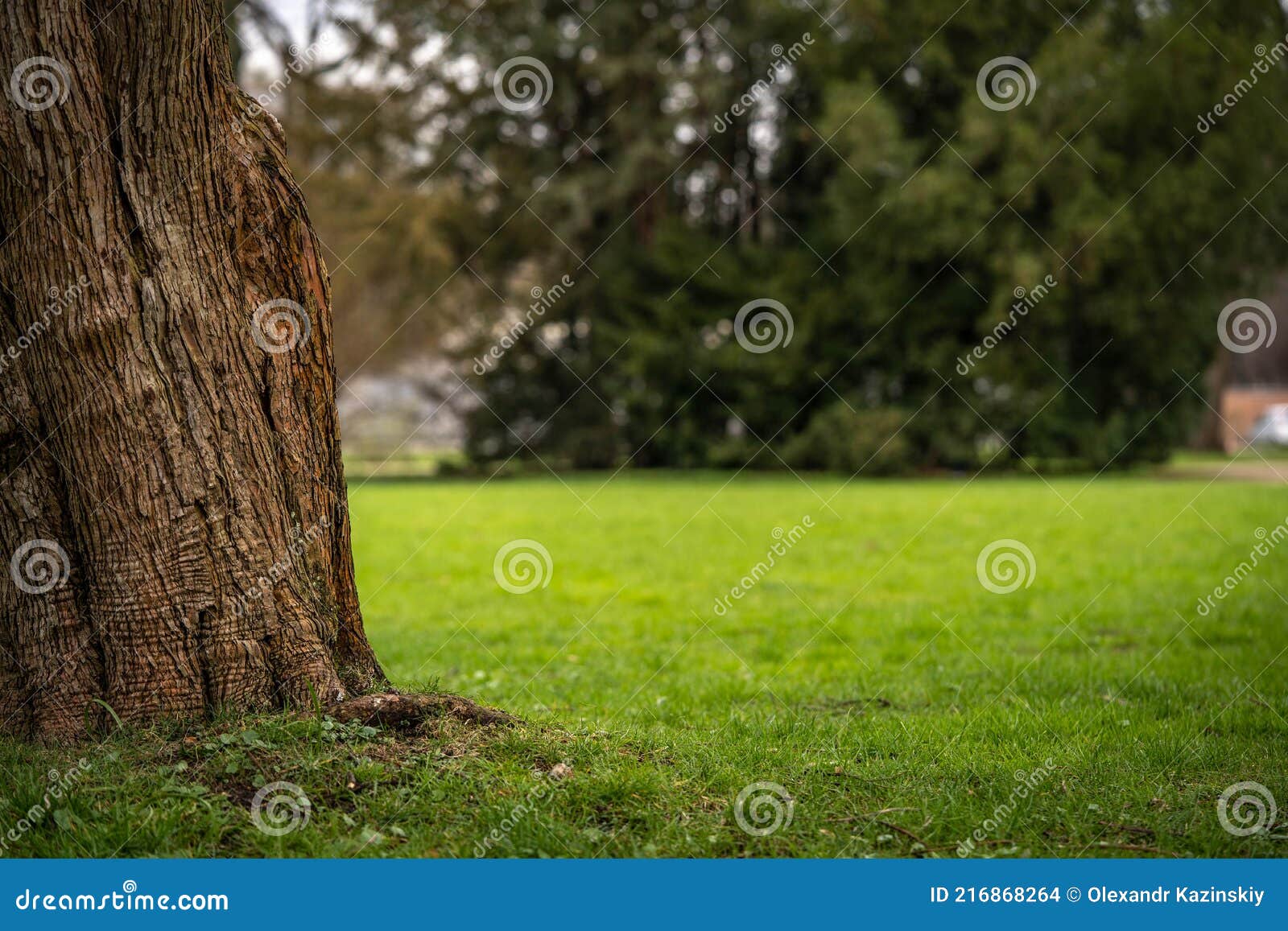 Beautiful Fabulous Bright Meadow in the Park Stock Photo - Image of ...