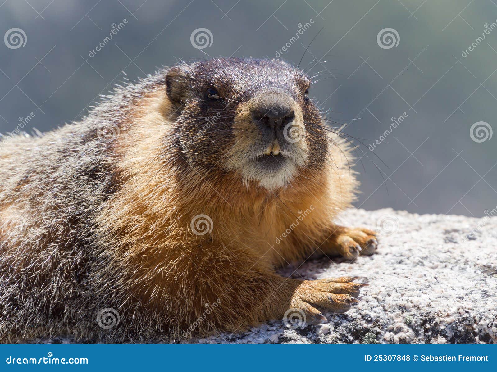 Beautiful face stock photo. Image of animal, rodent, mammal - 25307848