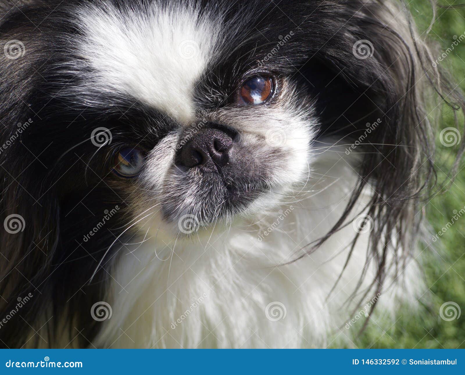 Beautiful Pekingese stock photo. Image of camera, head - 146332592