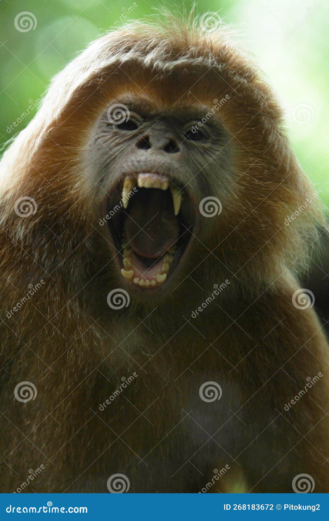 Grinning face stock photo. Image of cute, face, grinning - 268183672