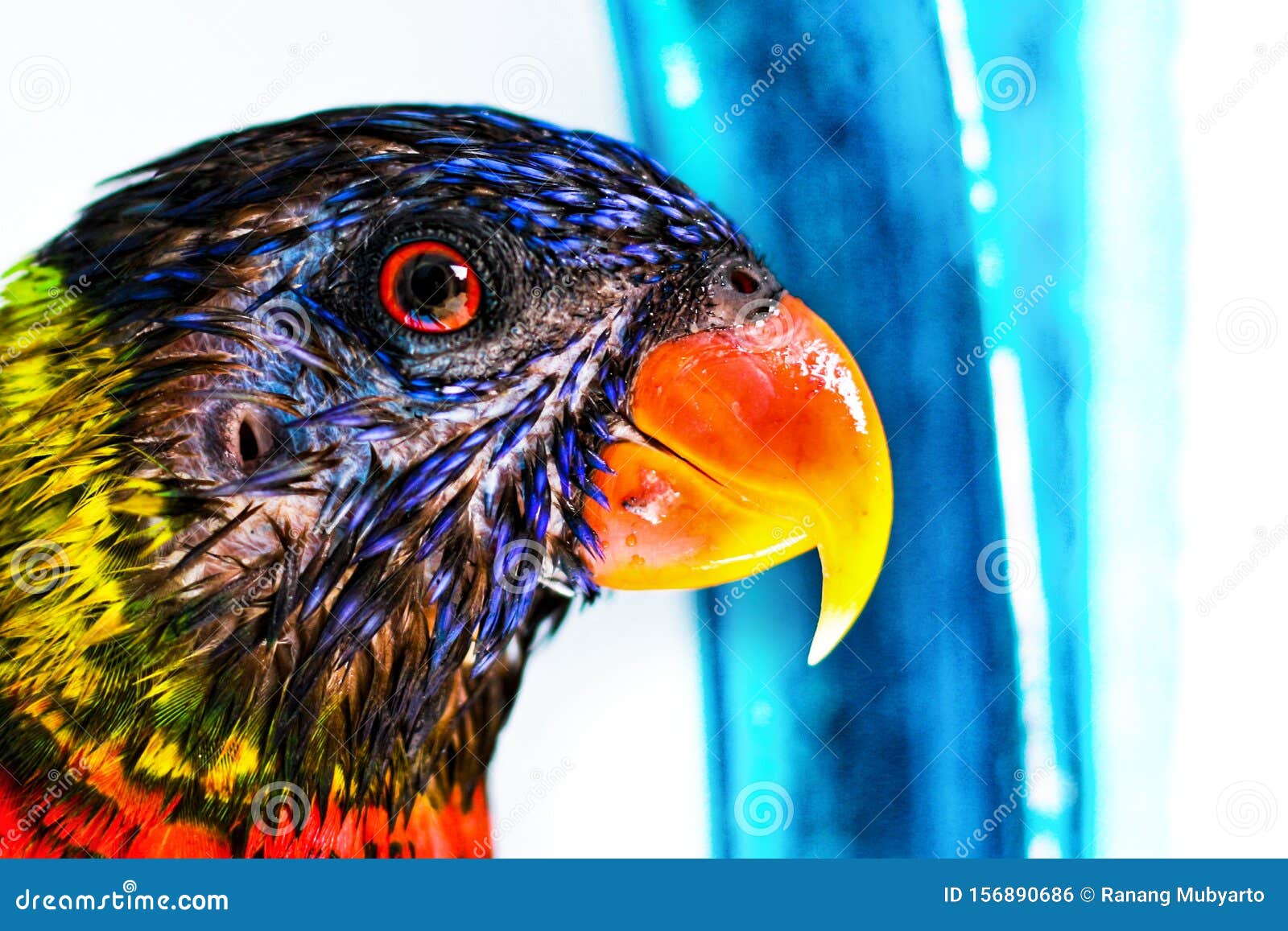 Beautiful face of Parrot stock photo. Image of europe - 156890686