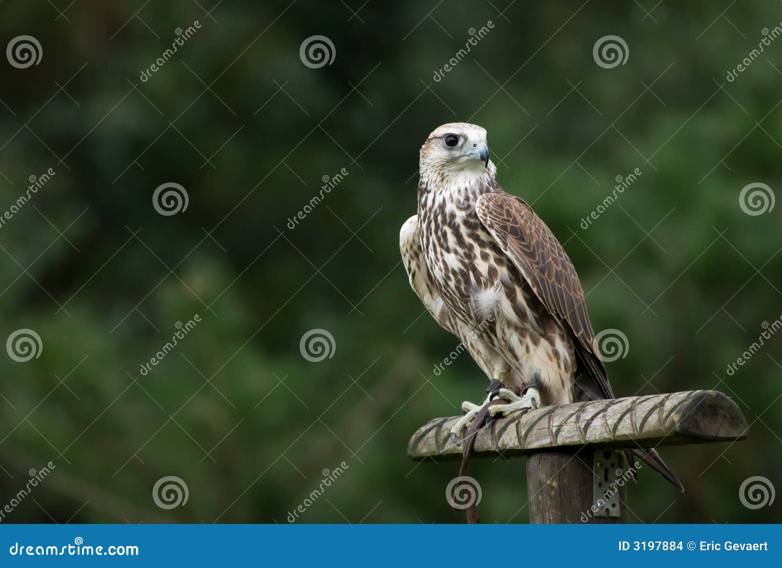 Beautiful falcon stock photo. Image of hunter, plumage - 3197884