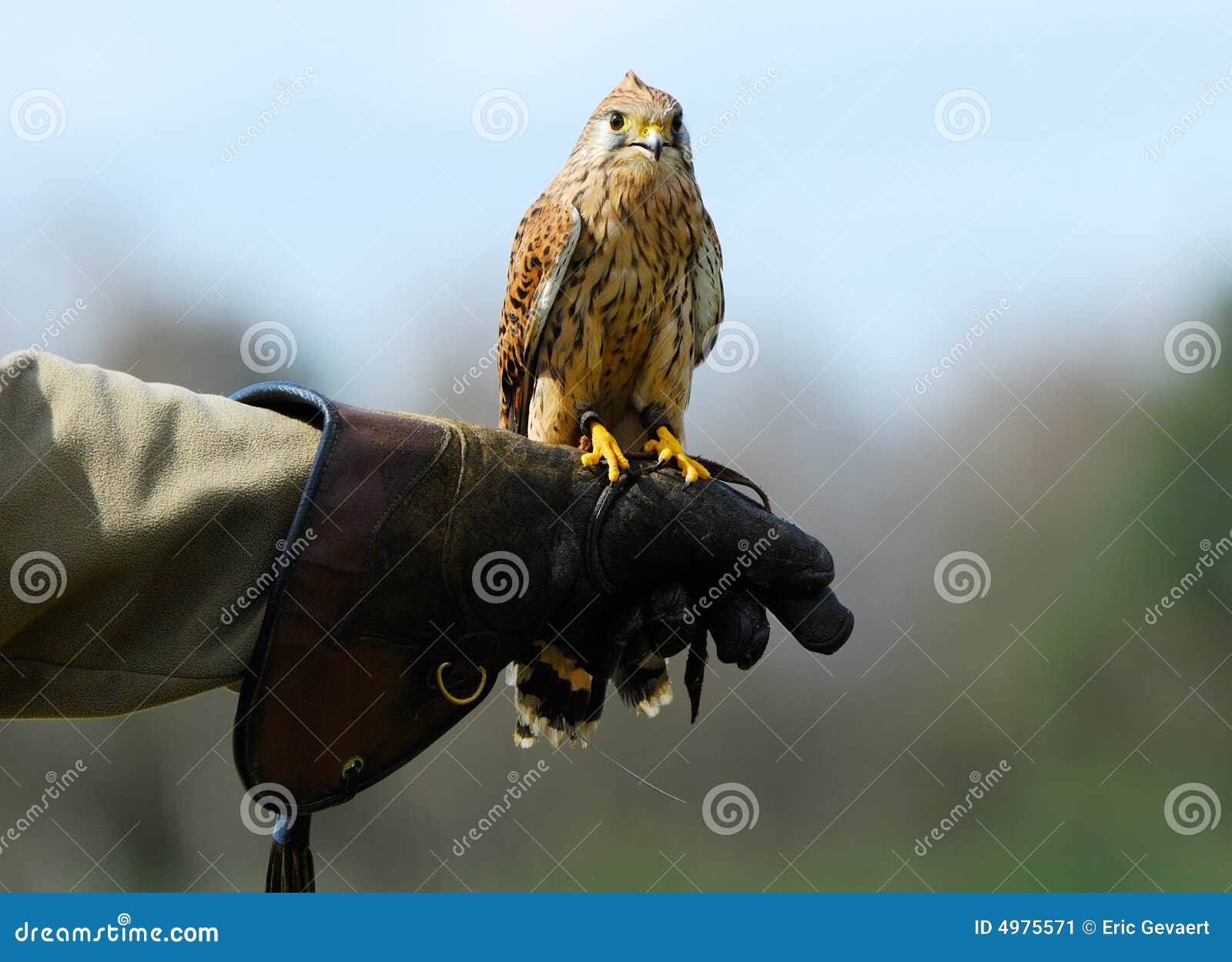 Beautiful falcon stock image. Image of park, hawking, beak - 4975571