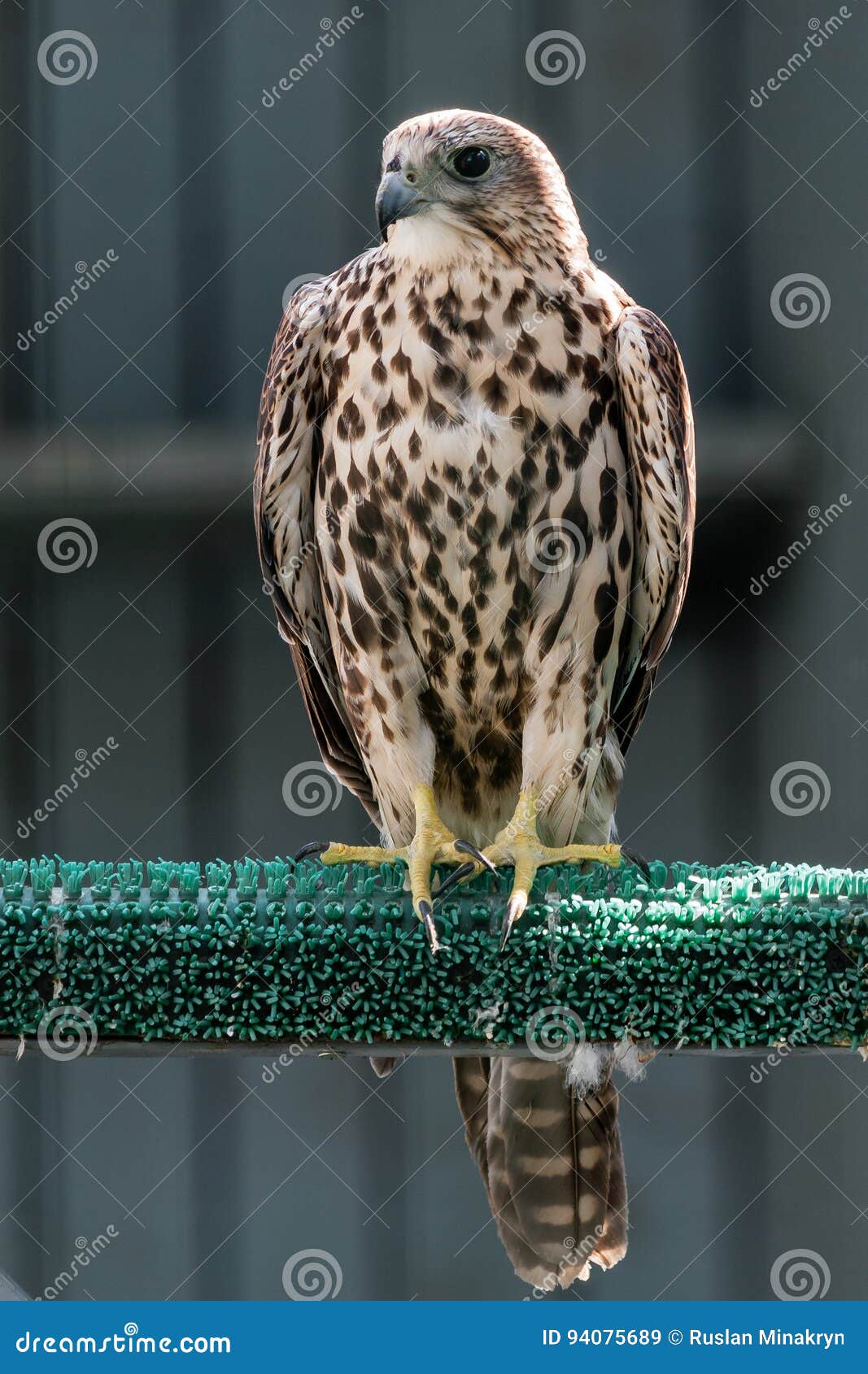 Beautiful falcon stock image. Image of bill, head, closeup - 94075689