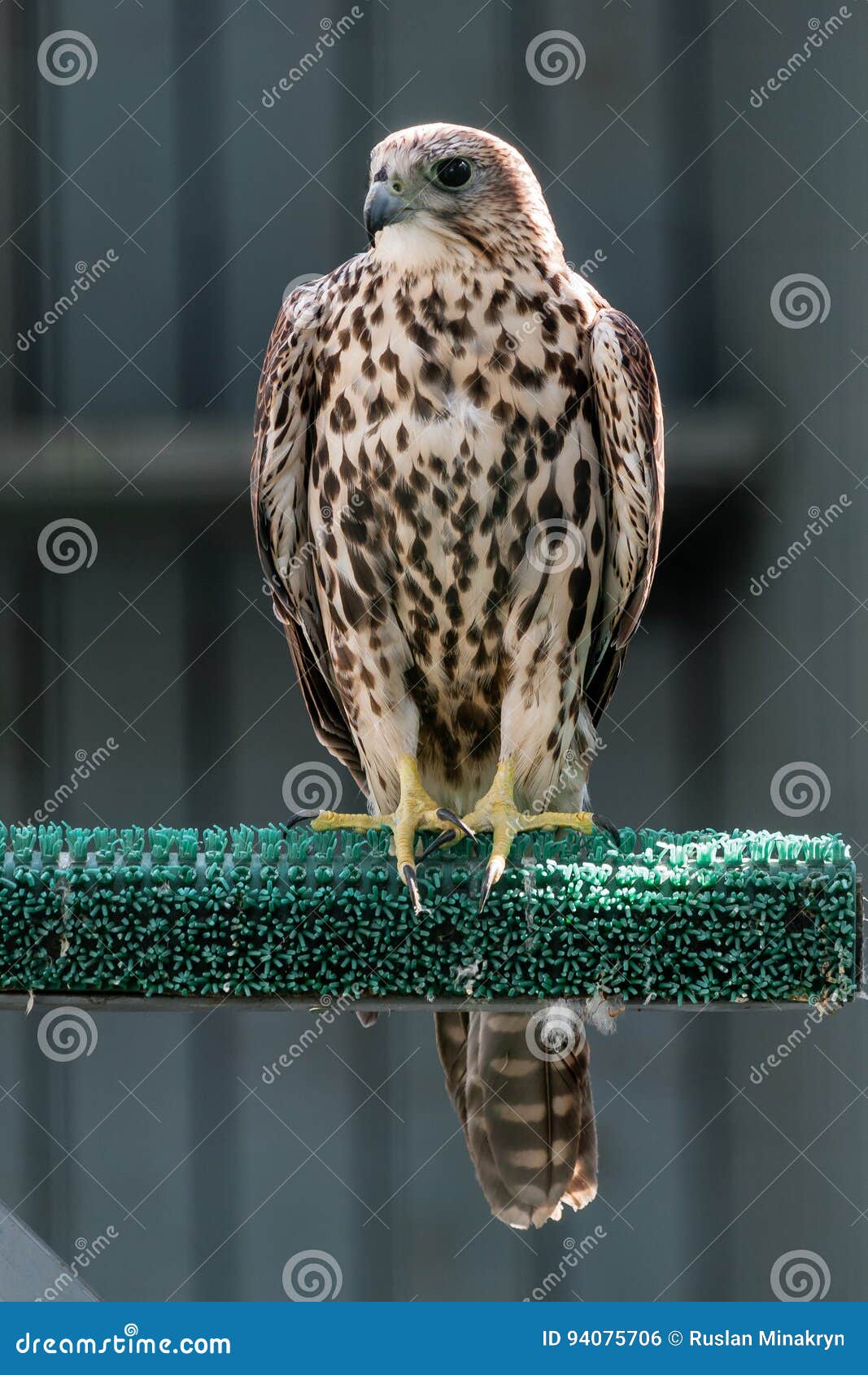 Beautiful falcon stock photo. Image of bill, majestic - 94075706