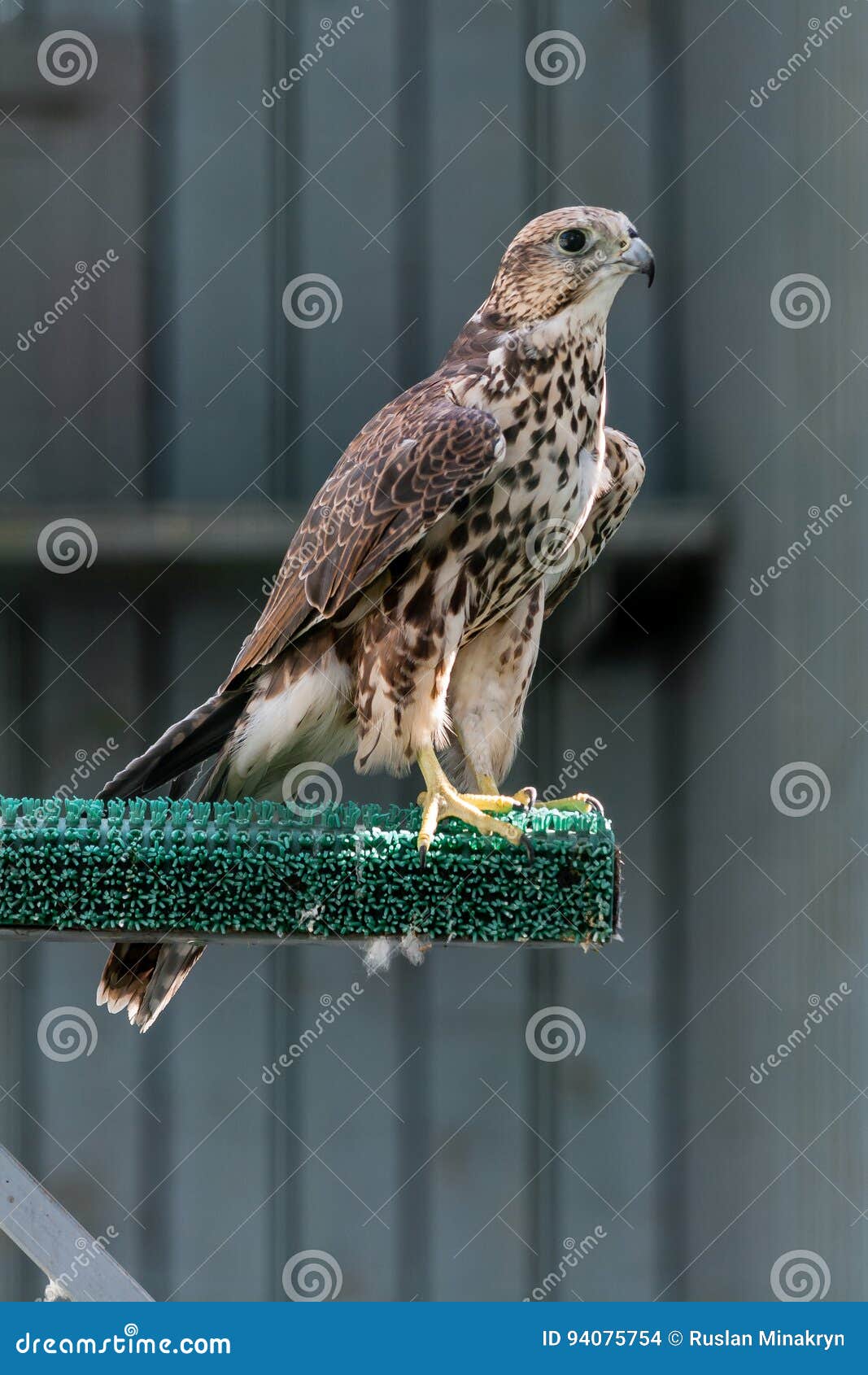 Beautiful falcon stock photo. Image of beautiful, head - 94075754