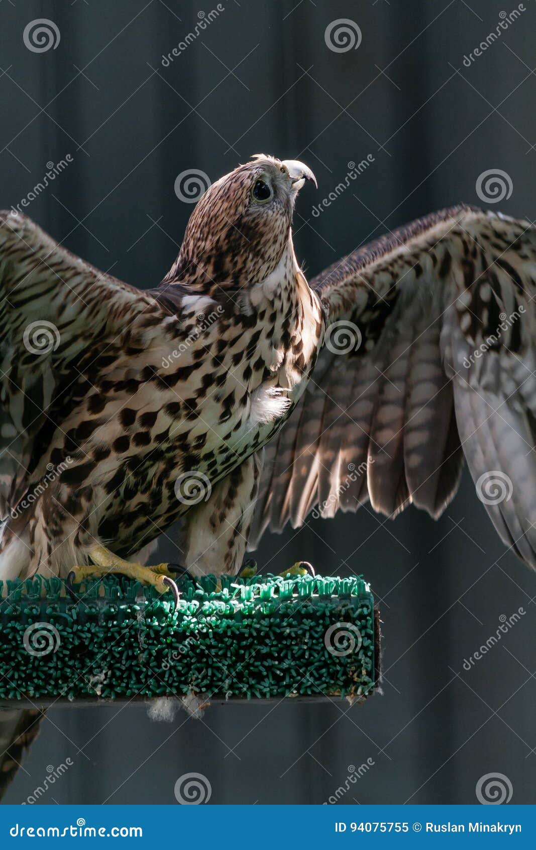 Beautiful falcon stock image. Image of fast, bird, hawk - 94075755