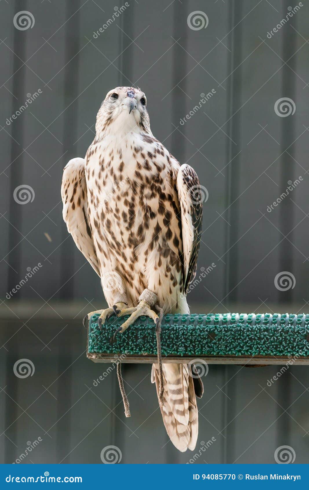 Beautiful falcon stock photo. Image of head, hunter, bill - 94085770