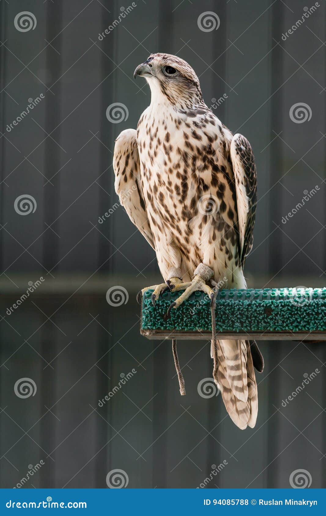 Beautiful falcon stock photo. Image of branch, head, closeup - 94085788
