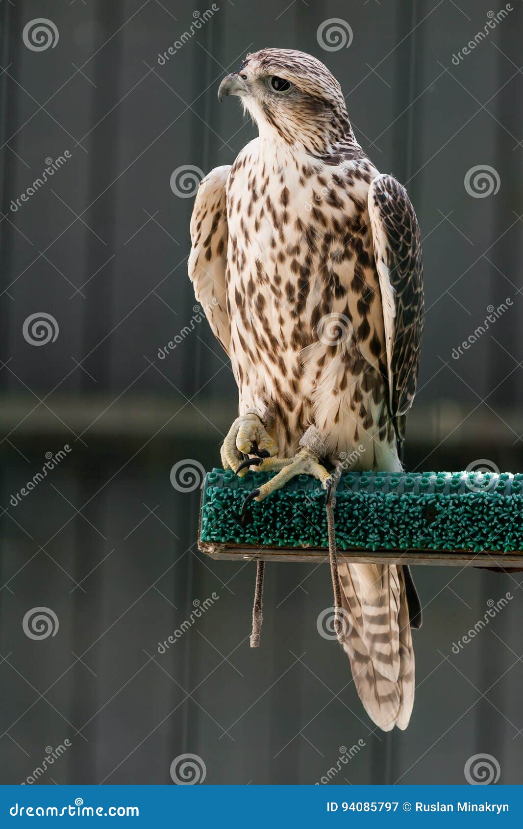 Beautiful falcon stock image. Image of falco, feather - 94085797