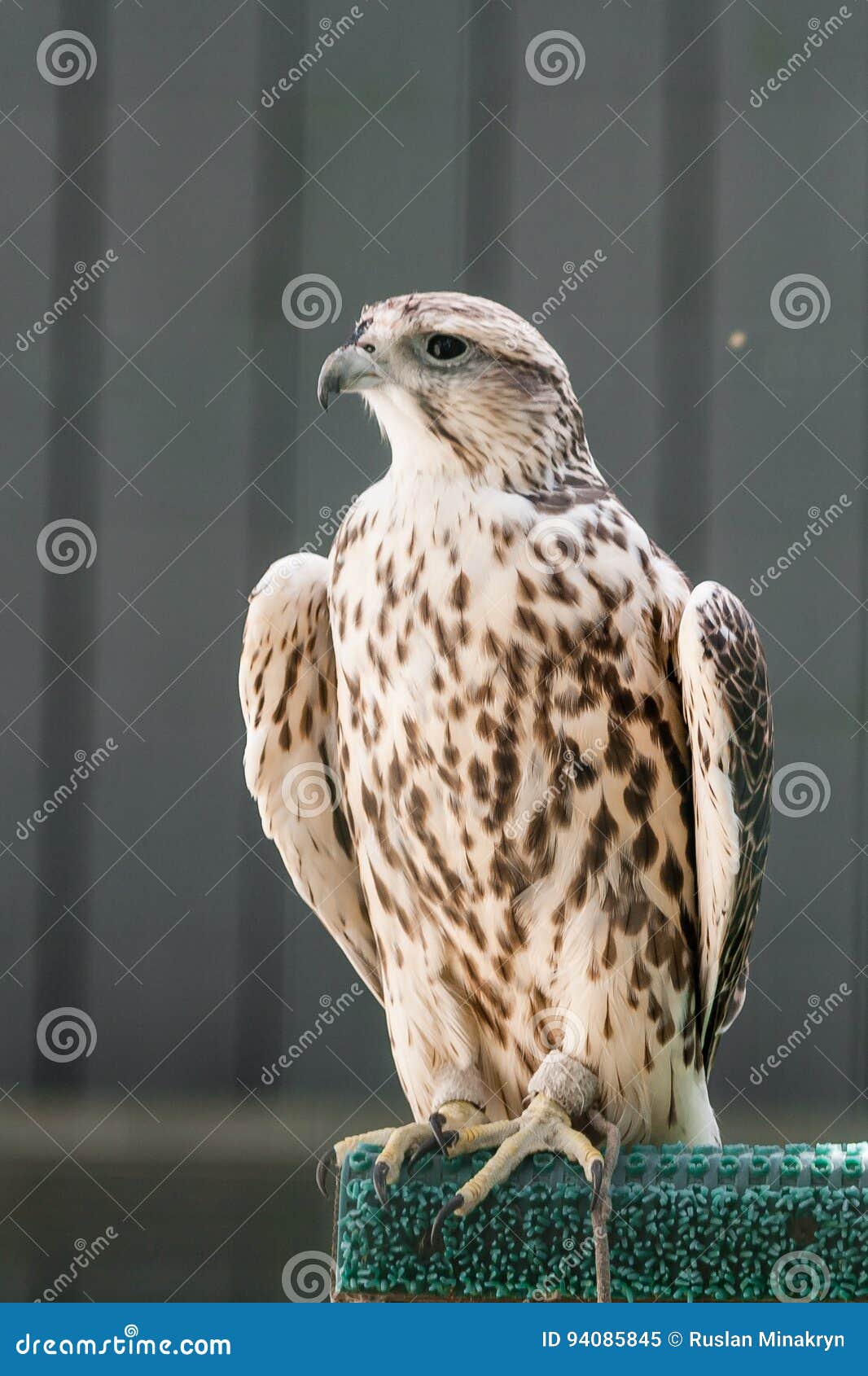 Beautiful falcon stock image. Image of beautiful, nature - 94085845