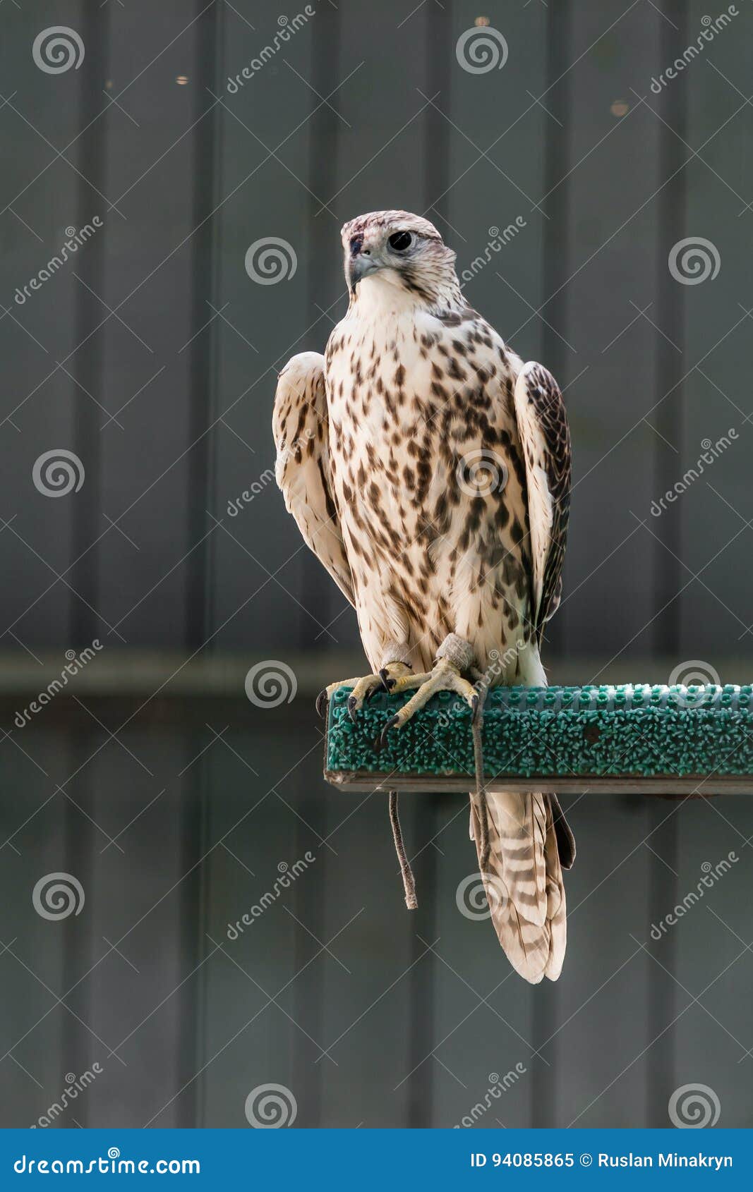 Beautiful falcon stock image. Image of natural, europe - 94085865