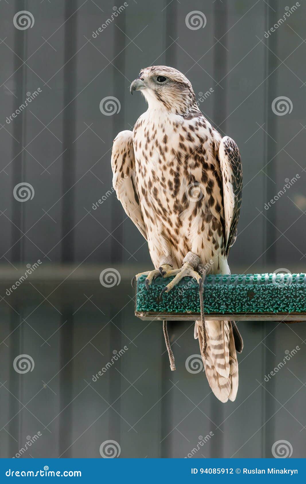 Beautiful falcon stock photo. Image of hunter, fast, closeup - 94085912