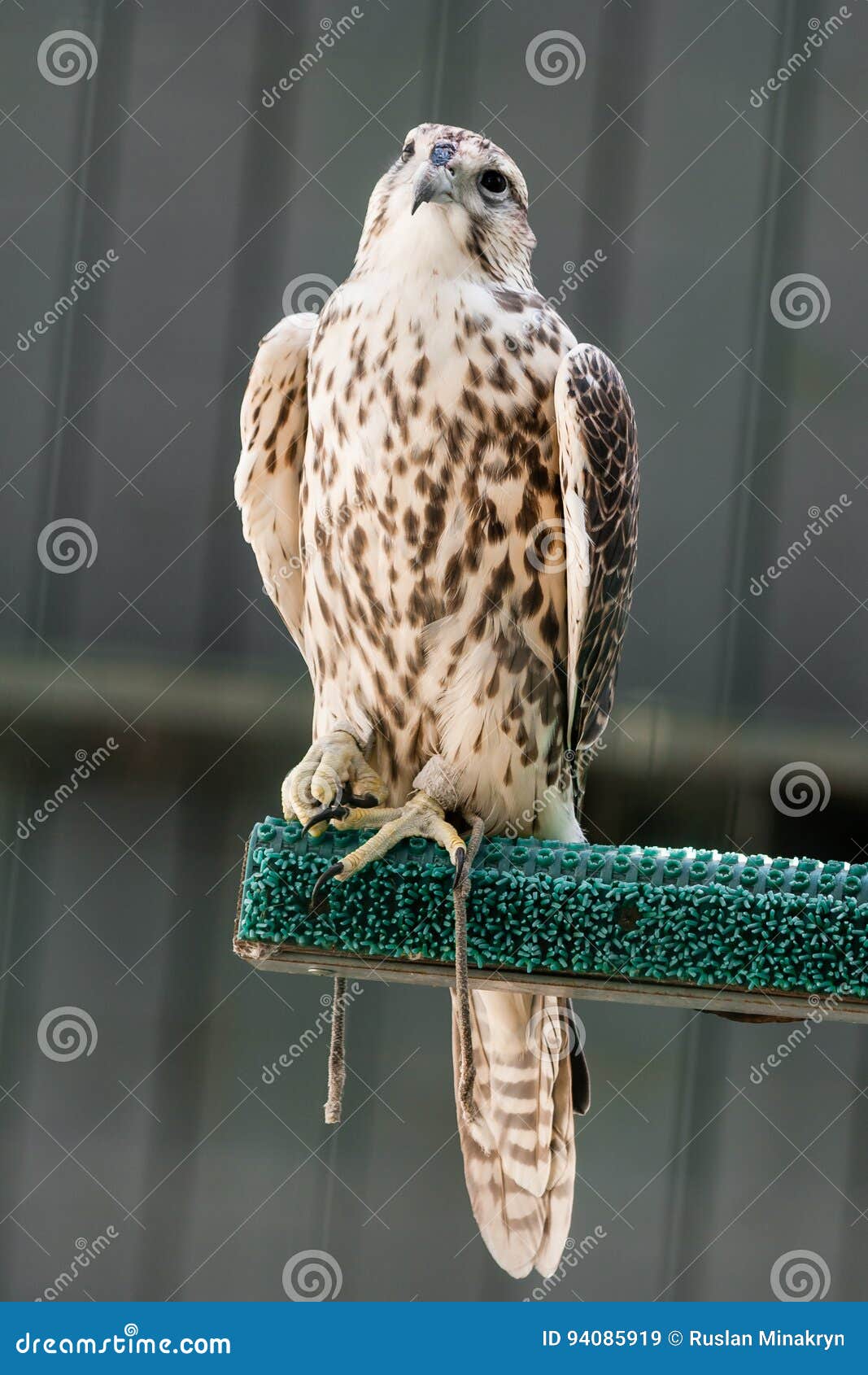 Beautiful falcon stock image. Image of birds, closeup - 94085919
