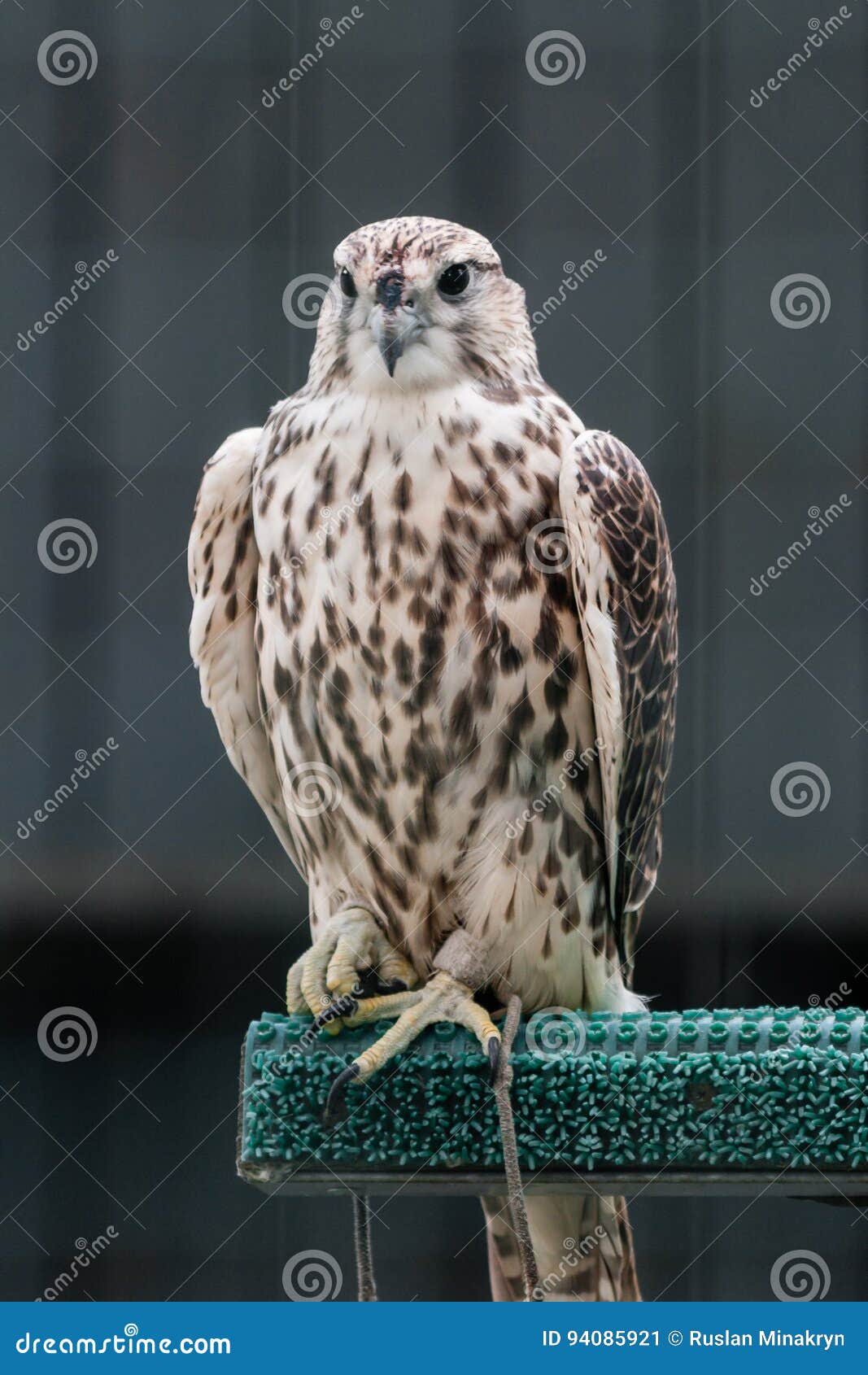 Beautiful falcon stock image. Image of beautiful, face - 94085921