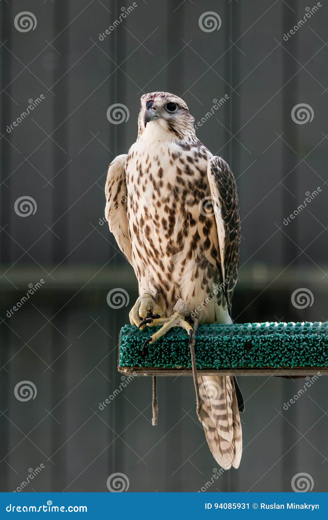 Beautiful falcon stock image. Image of falco, black, beautiful - 94085931