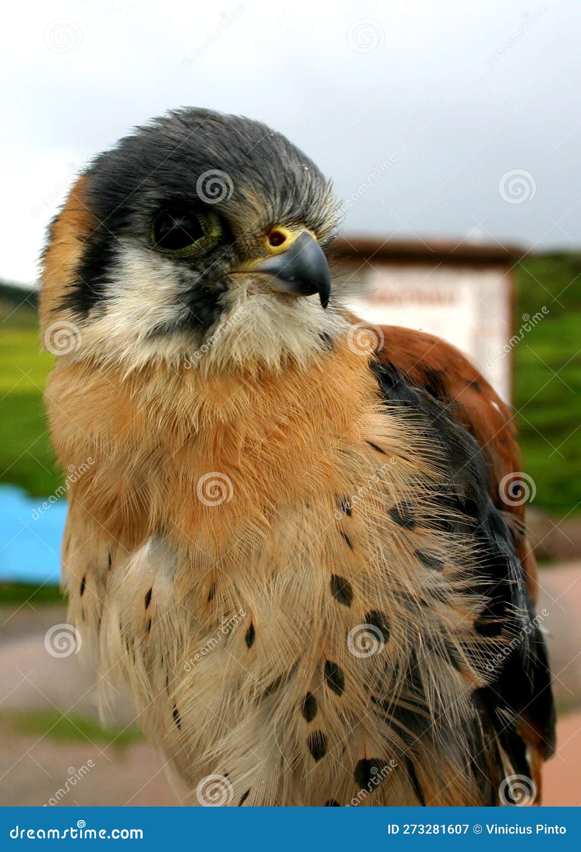 Beautiful Falcon with Earth Tone Colors Stock Image - Image of earth ...