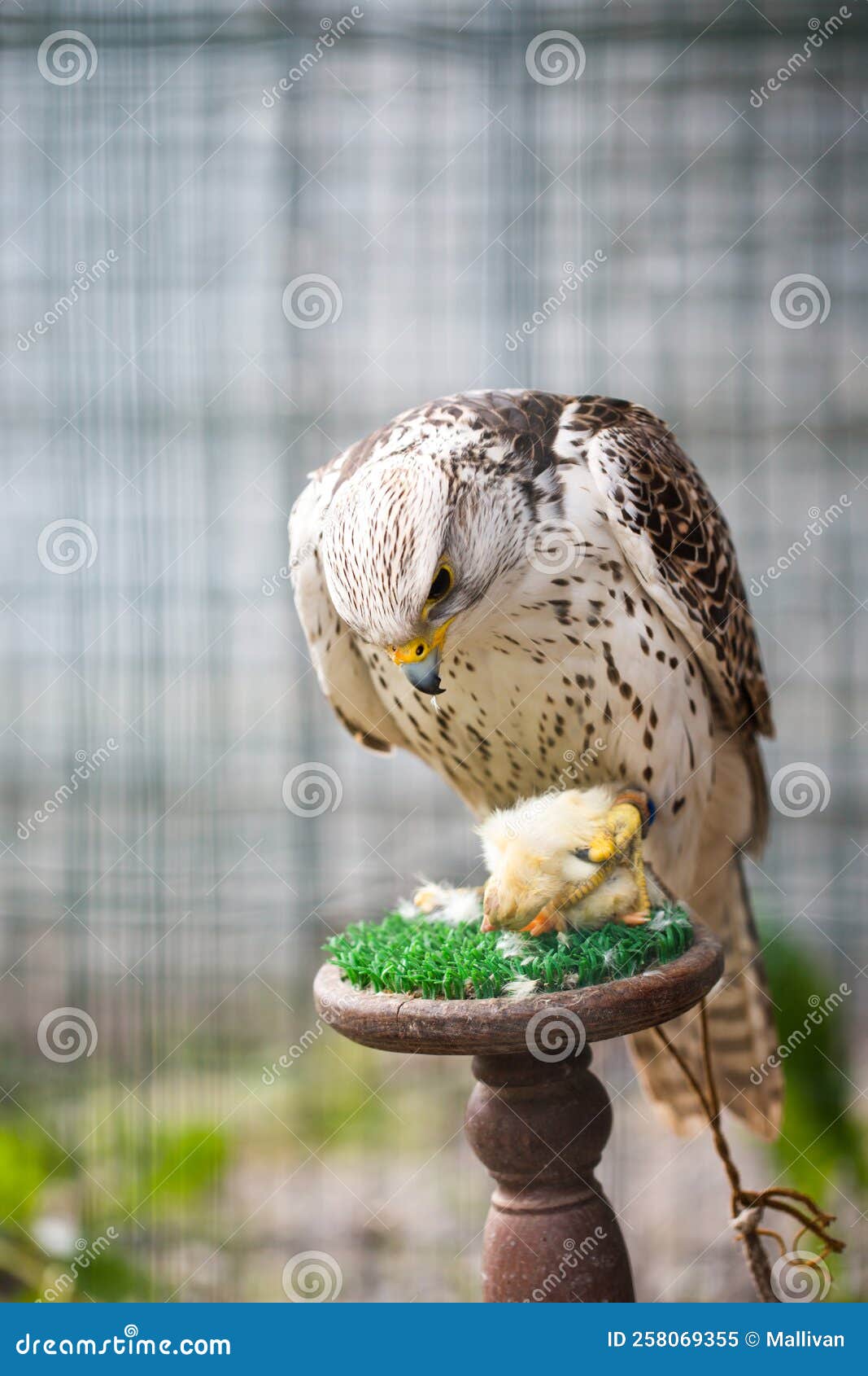 A Beautiful Falcon of Prey Eats Its Lunch Stock Image - Image of falcon ...