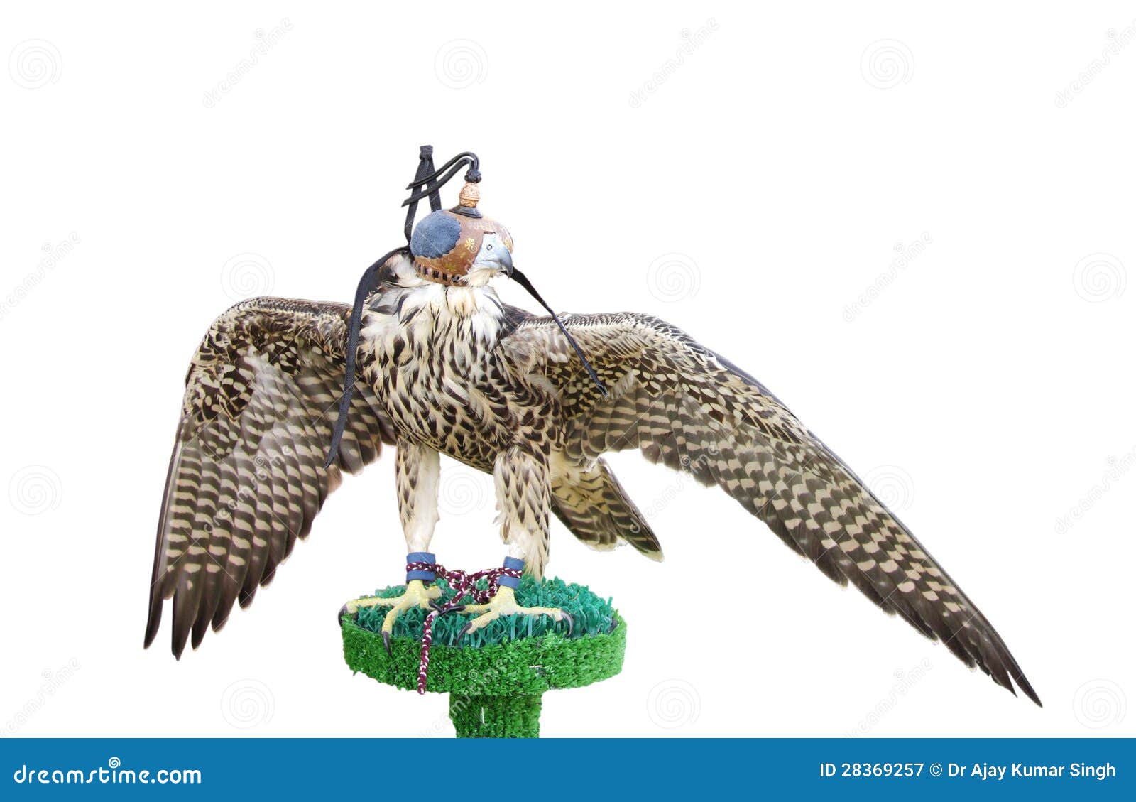 A Beautiful Falcon Spreading Its Wing Stock Image - Image of animal ...