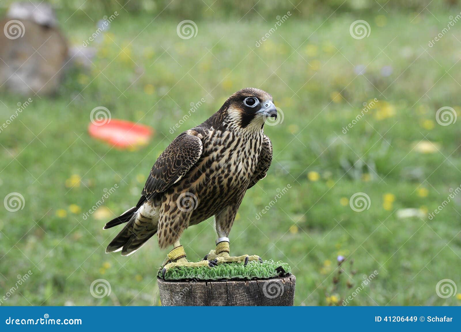 Beautiful Falcon Trained To Hunt Stock Image - Image of wild, bird ...