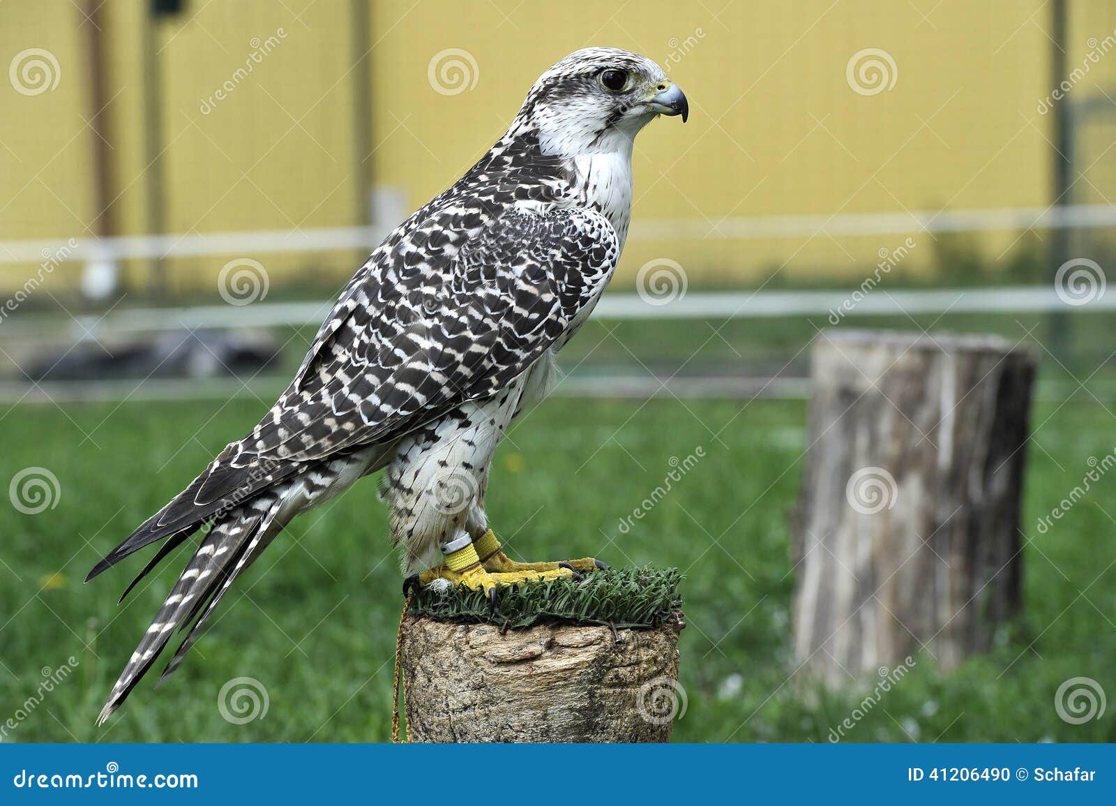 Beautiful Falcon Trained To Hunt Stock Photo - Image of hawk, wild ...