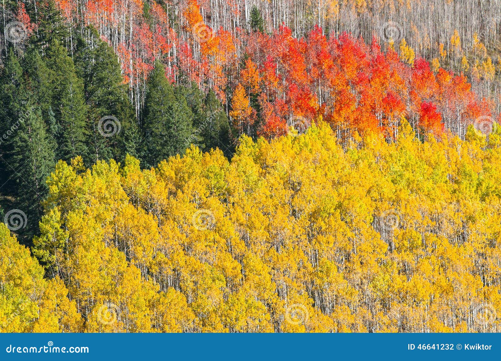 Beautiful Fall Background stock photo. Image of colorado - 46641232