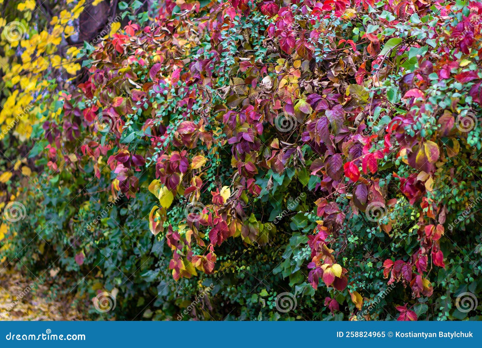 Beautiful Fall Bushes in Different Colors: Yellow, Green, Red Stock ...