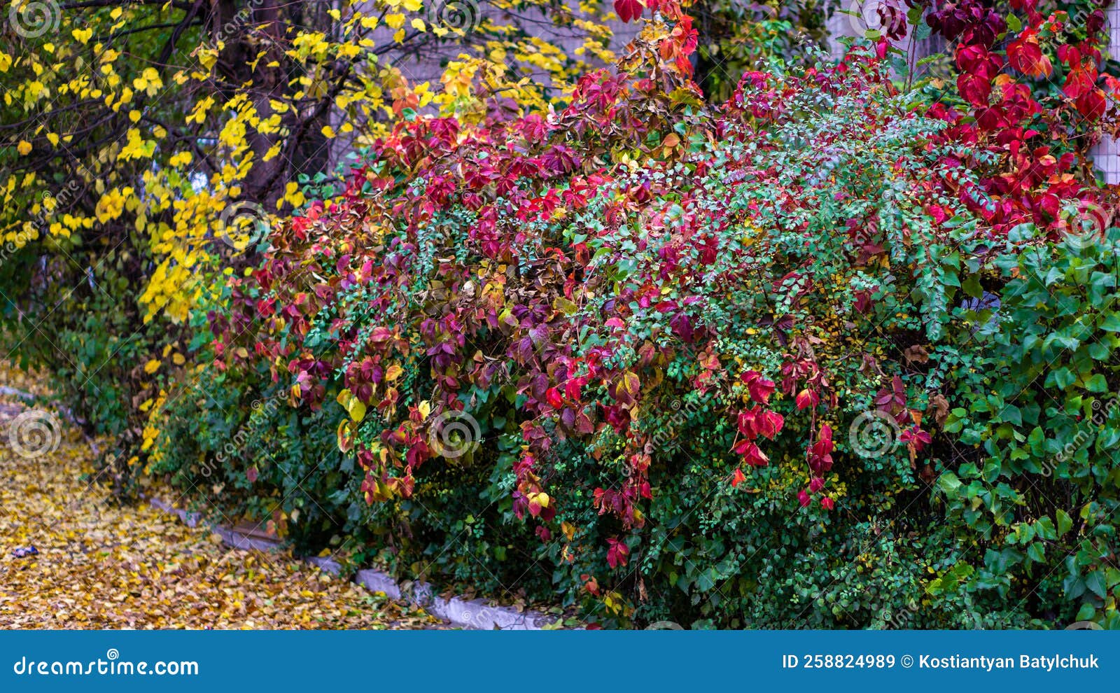 Beautiful Fall Bushes in Different Colors: Yellow, Green, Red Stock ...