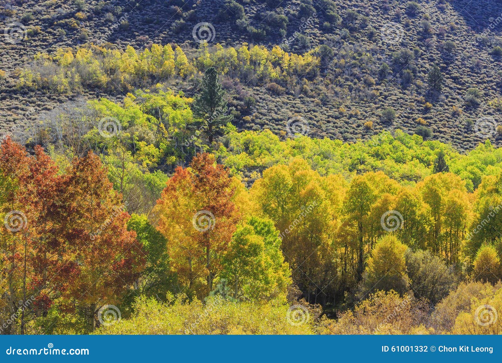 Beautiful Fall Color in California Stock Photo - Image of autumn, color ...