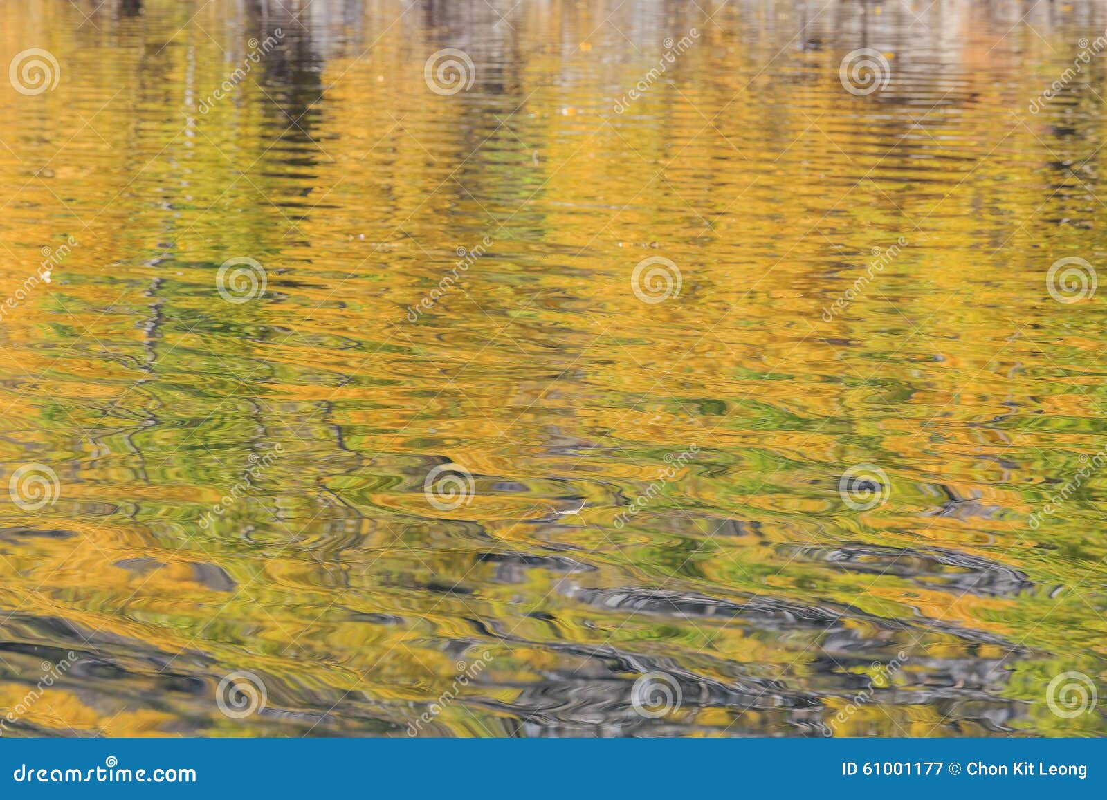 Beautiful Fall Color in California Stock Image - Image of relax, tree ...